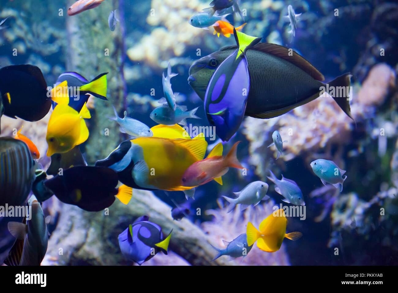 Photo tropical fish on coral hi-res stock photography and images - Alamy