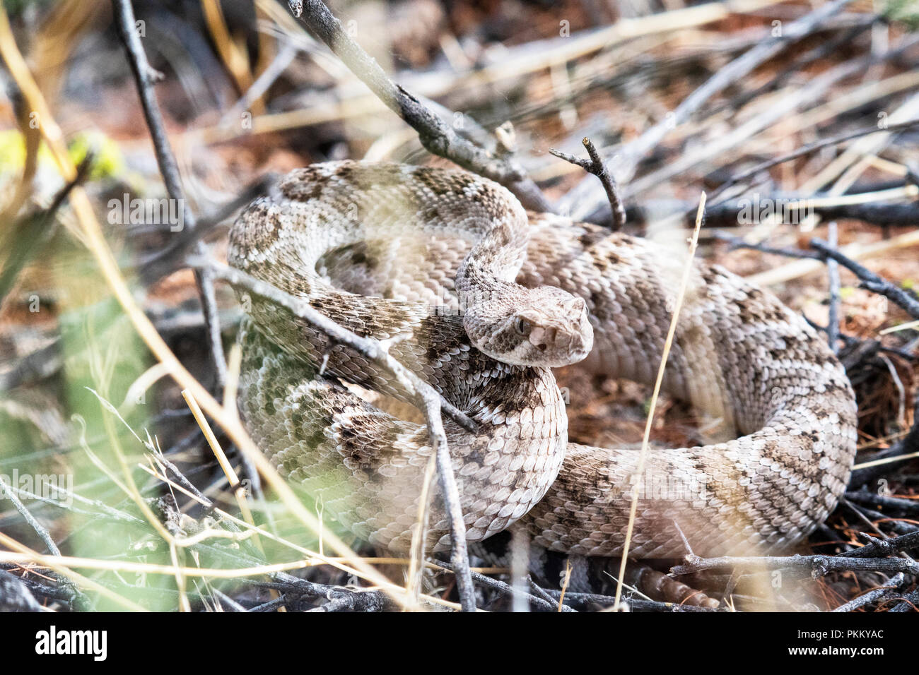 Coiled Arizona Diamondback Rattlesnake Stock Photo - Alamy