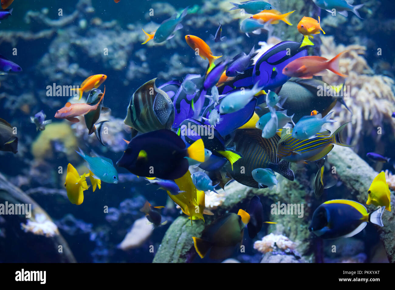 colorful fishes on the coral reef Stock Photo - Alamy