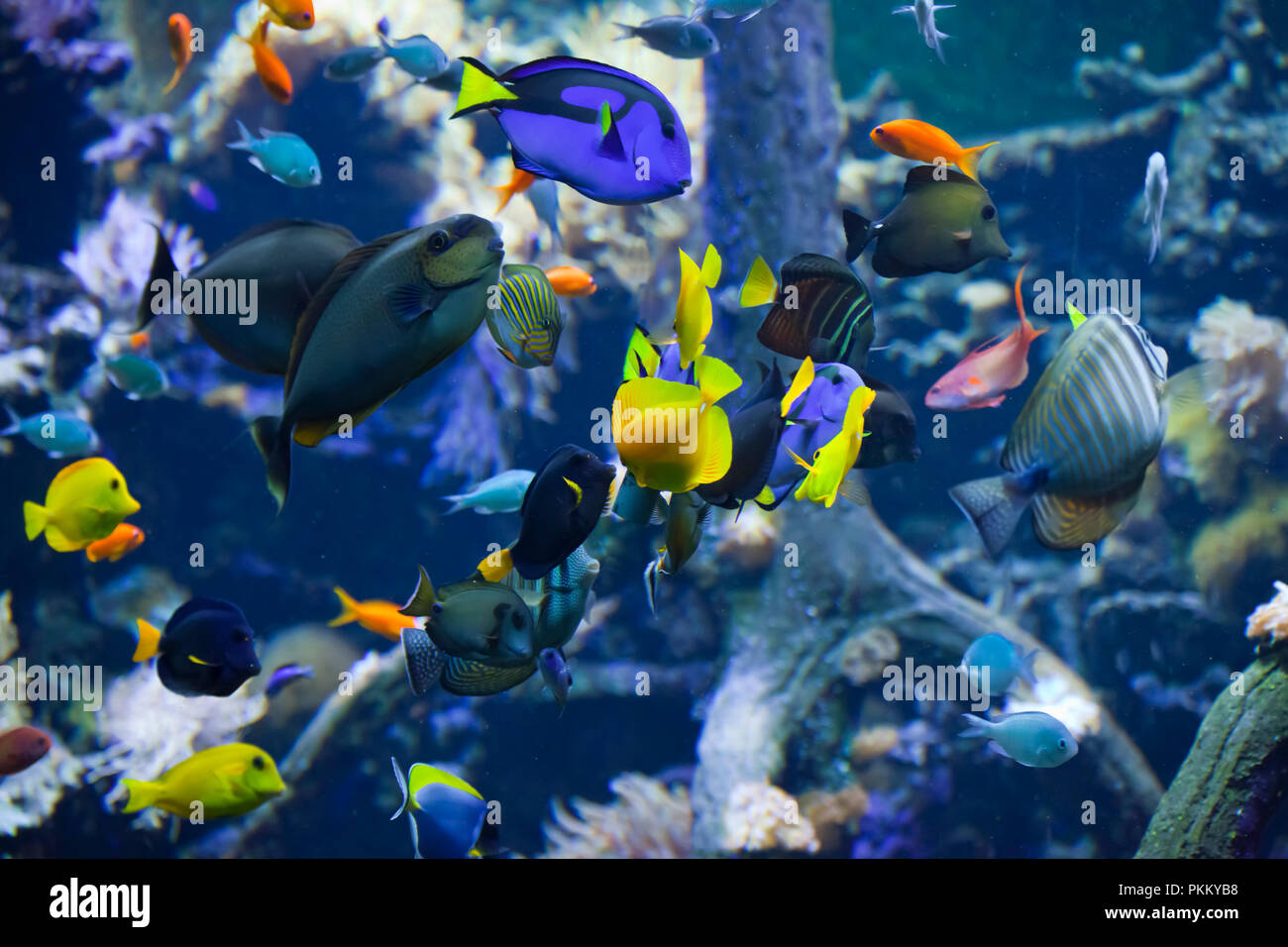 colorful fishes on the coral reef Stock Photo - Alamy