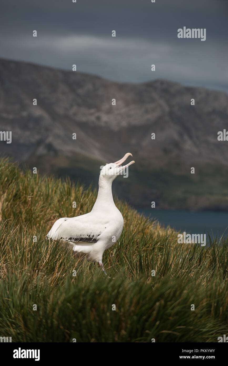 An adult male wandering albatross (Diomedia exulans) sky calling ...