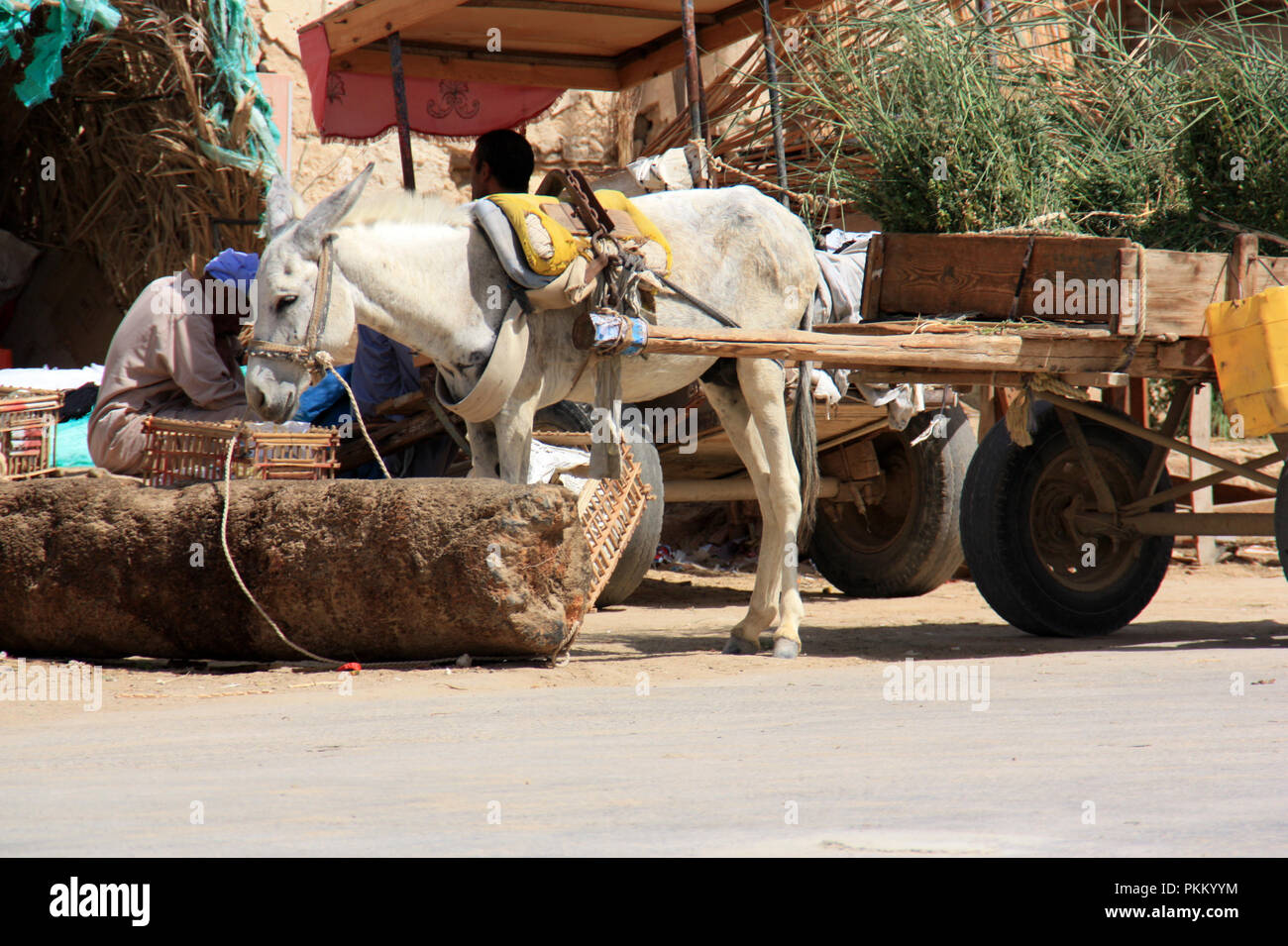Donkey cart waiting at the curbside in front of a store or factory ...