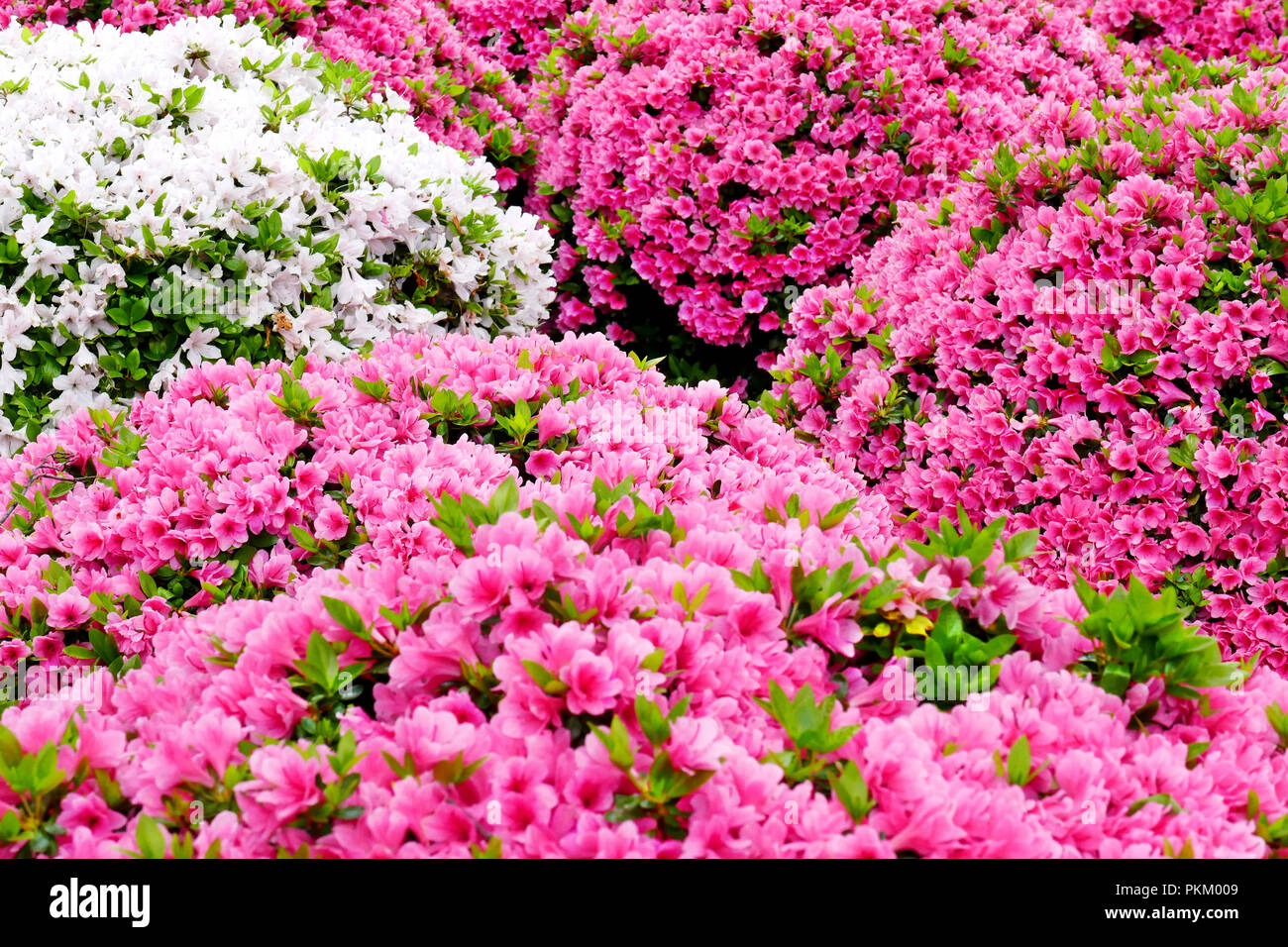 Beautiful Japanese azalea flowers in full bloom during Bunkyo Azalea ...