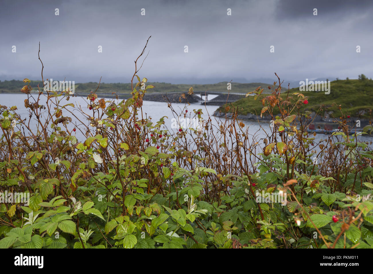European raspberry or red raspberry (Rubus idaeus) on a cloudy, rainy ...