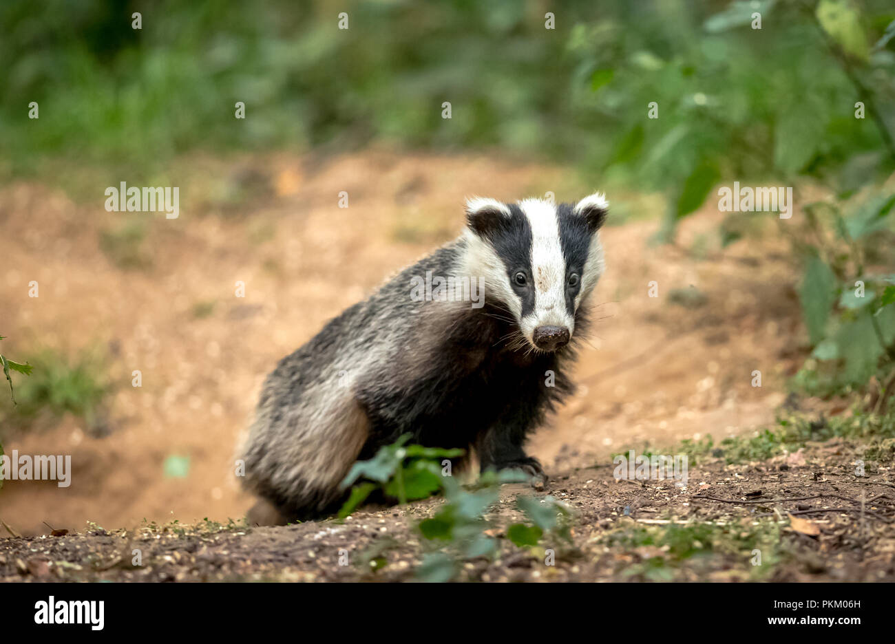 Badger, native, wild, European badger in natural woodland habitat and ...