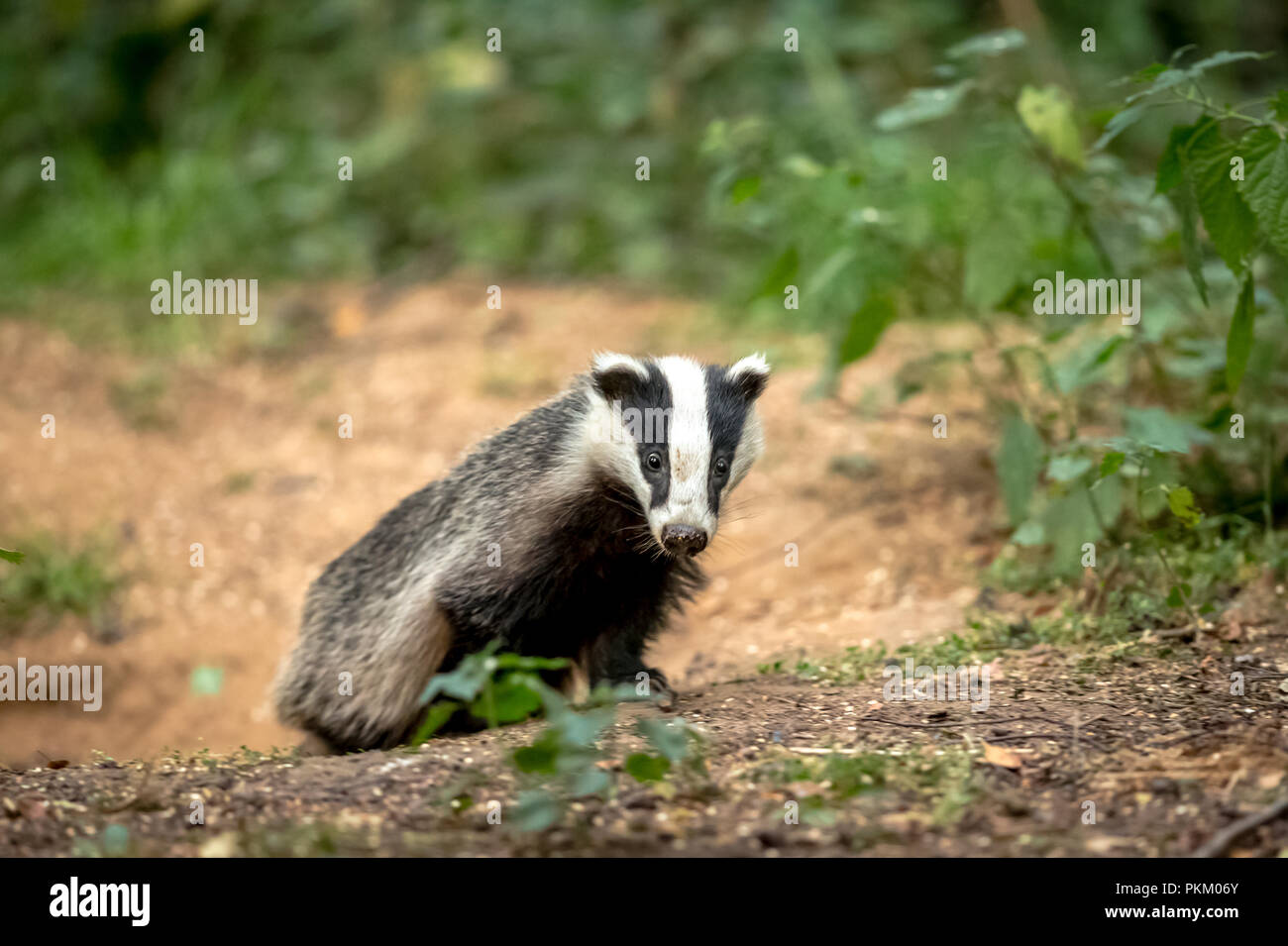 Badger, native, wild, European badger in natural woodland habitat and ...