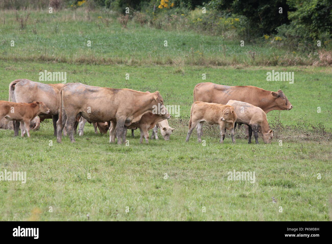 Light colored cows hi-res stock photography and images - Alamy