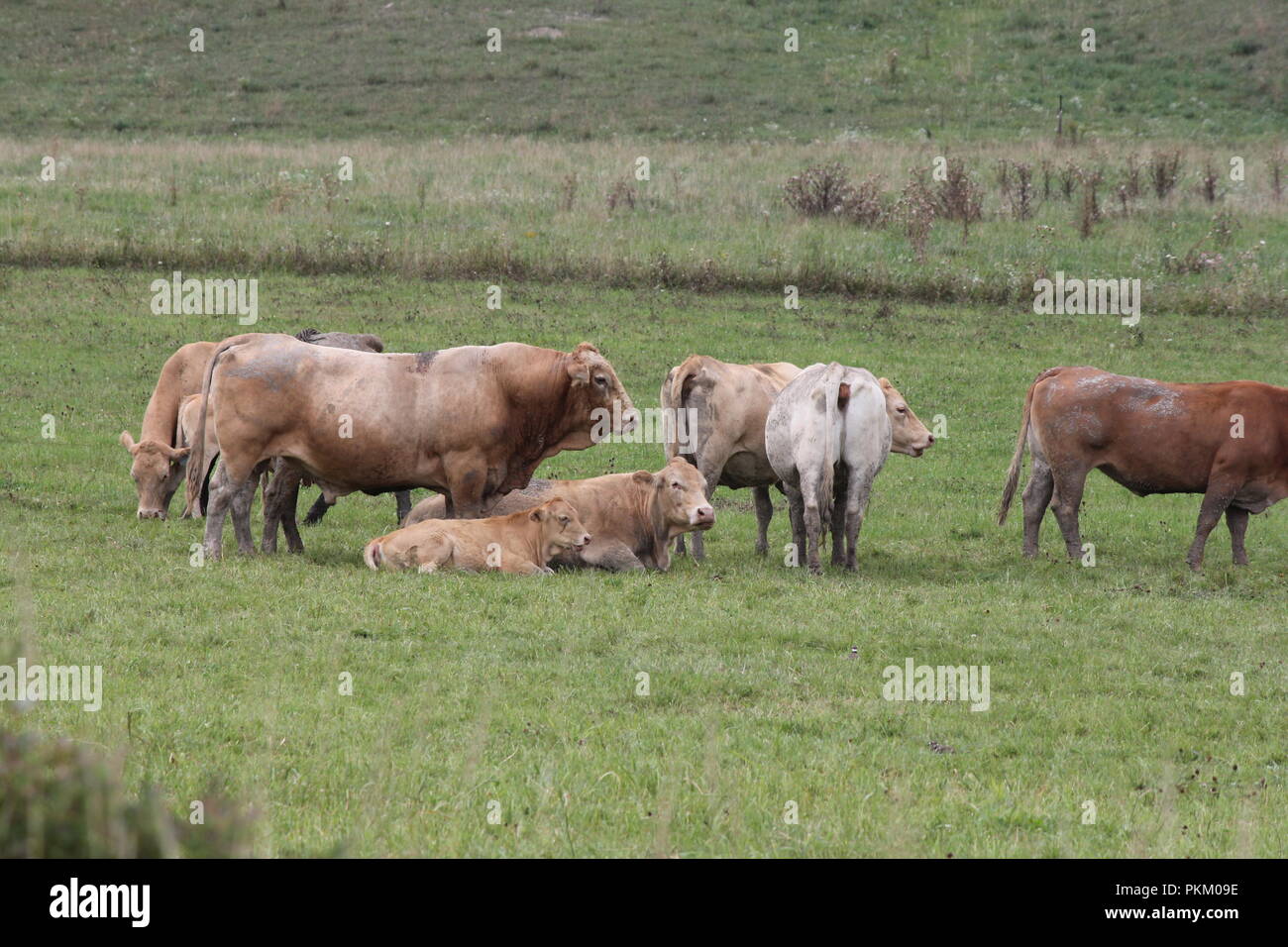 Light colored cows hi-res stock photography and images - Alamy