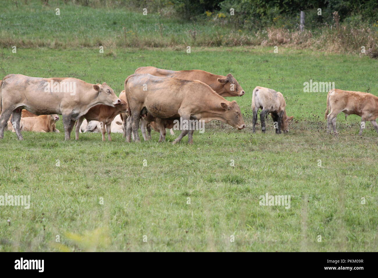 Light colored cows hi-res stock photography and images - Alamy