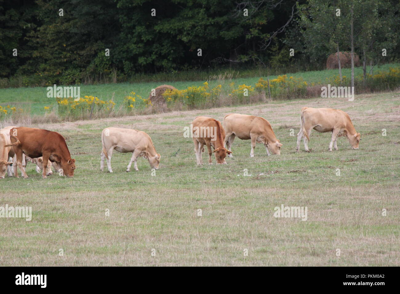 Light colored cows hi-res stock photography and images - Alamy