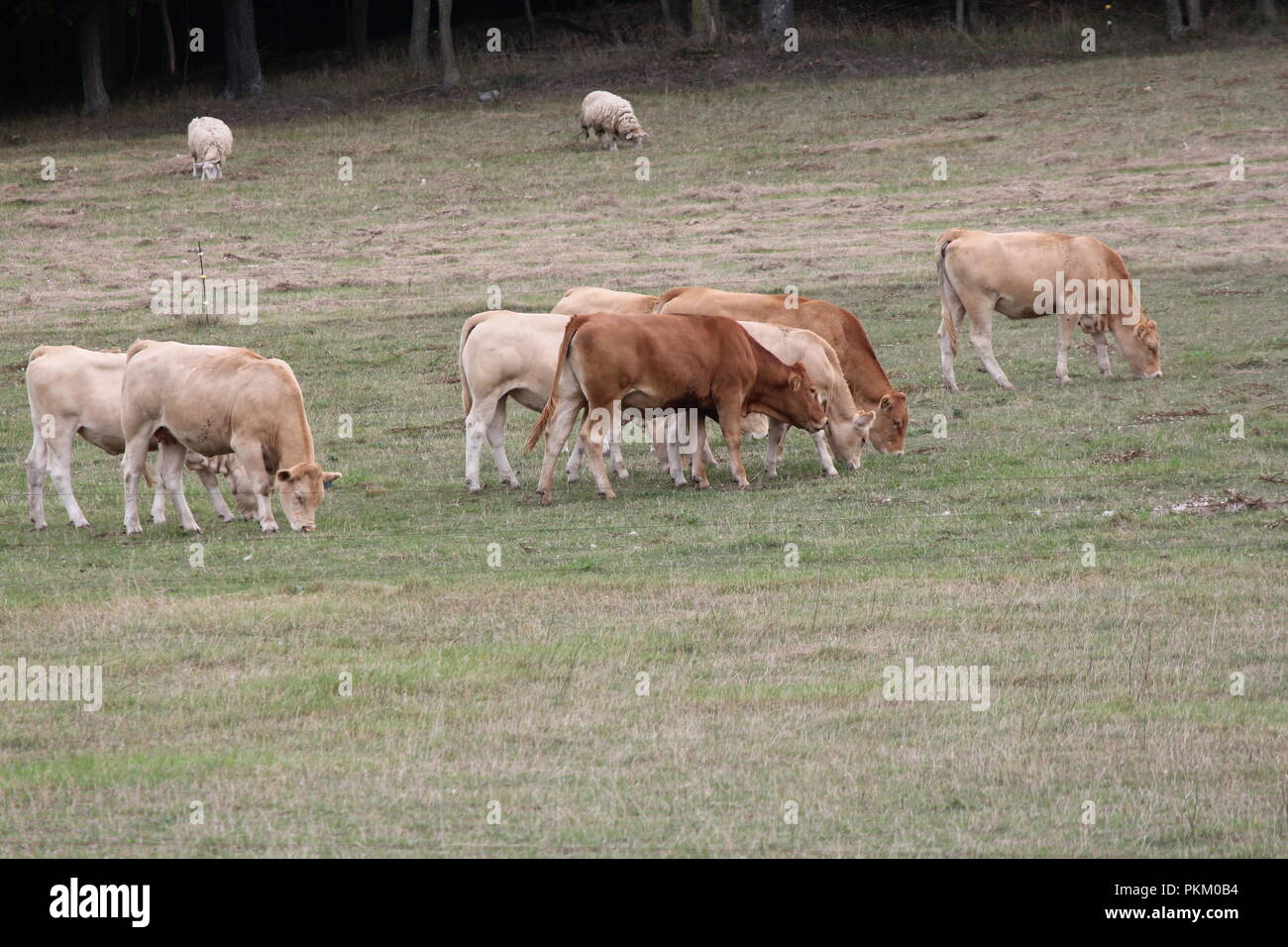 Light colored cows hi-res stock photography and images - Alamy