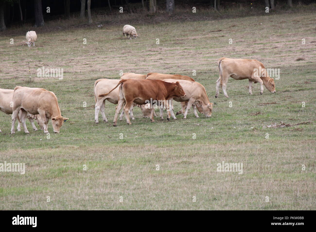 Light colored cows hi-res stock photography and images - Alamy
