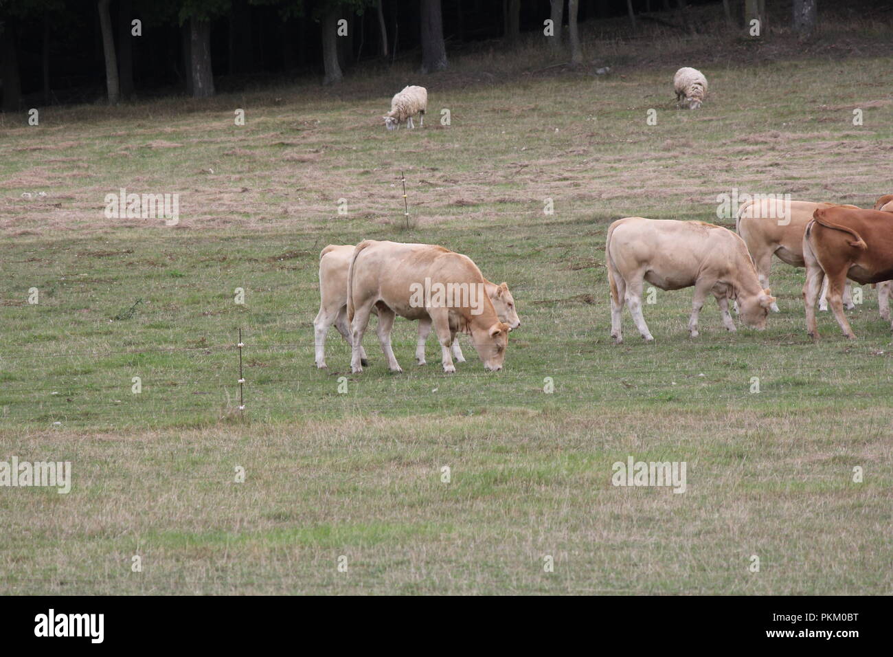 Light colored cows hi-res stock photography and images - Alamy