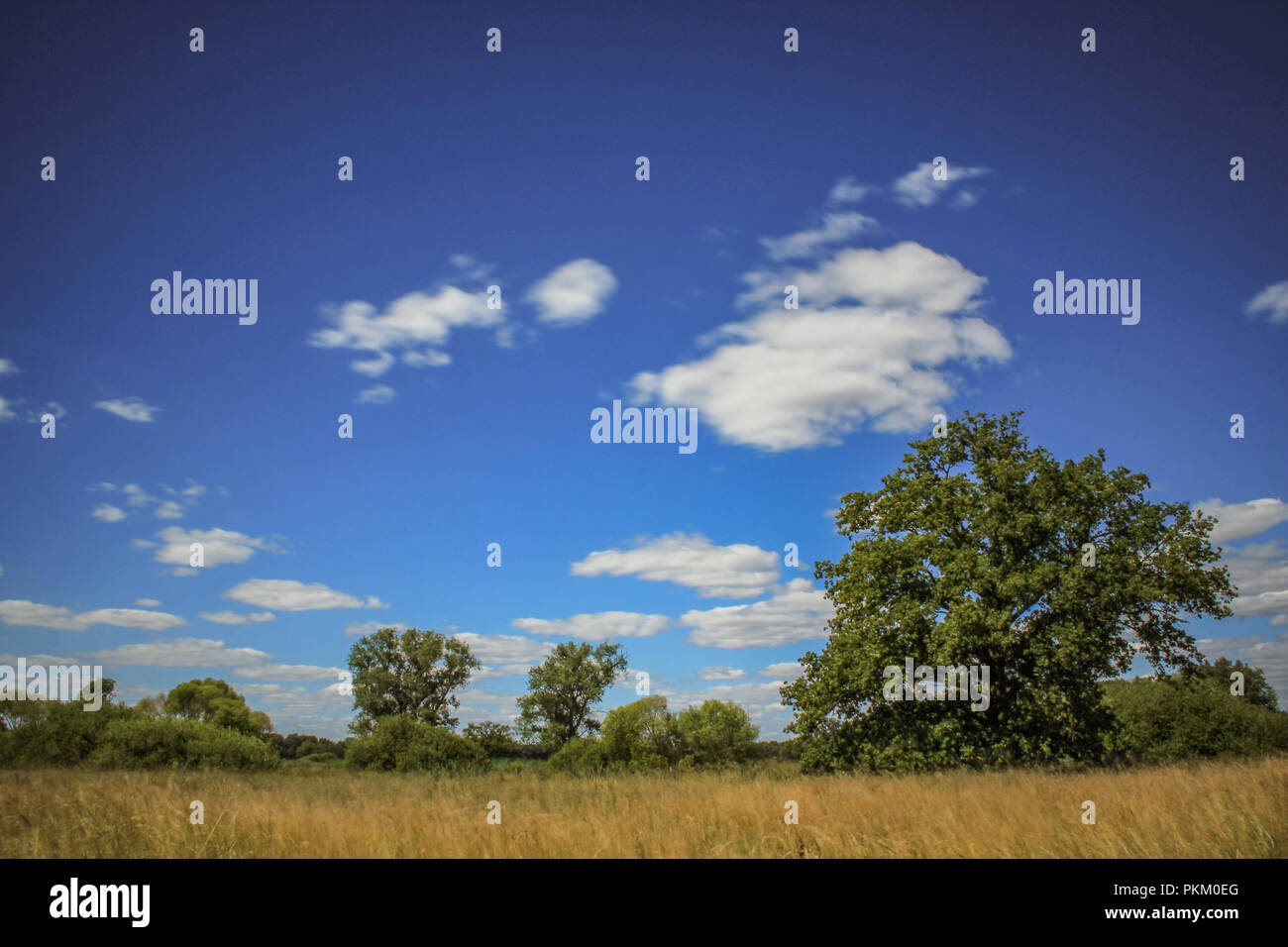 beautiful summer landscape in Drömling nature reserve, Germany Stock ...