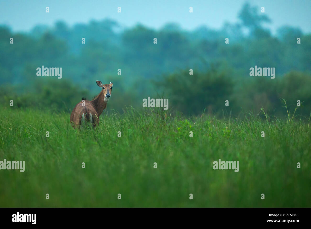Blue bull in habitat Stock Photo - Alamy