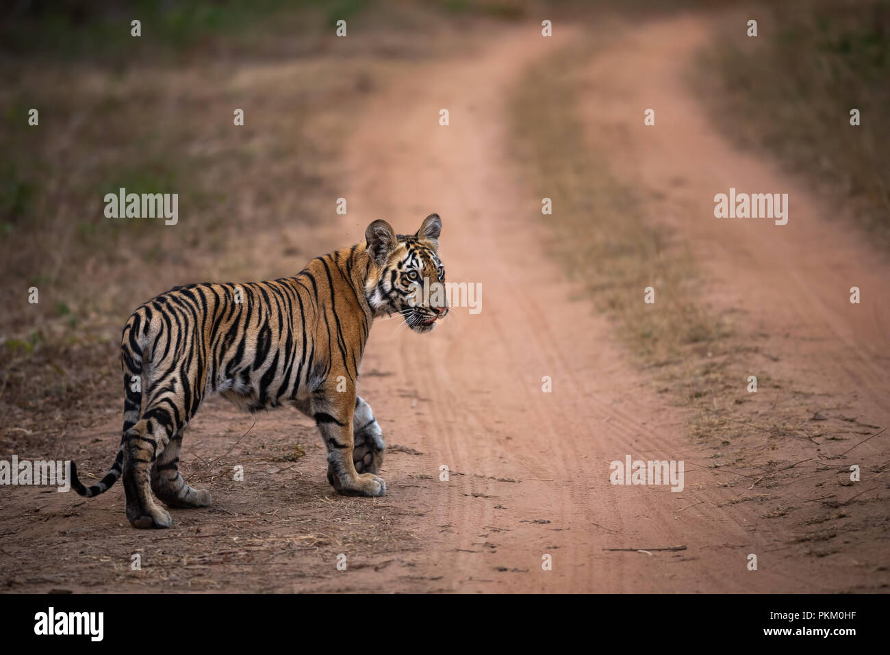 Tiger cub on mud road Stock Photo - Alamy