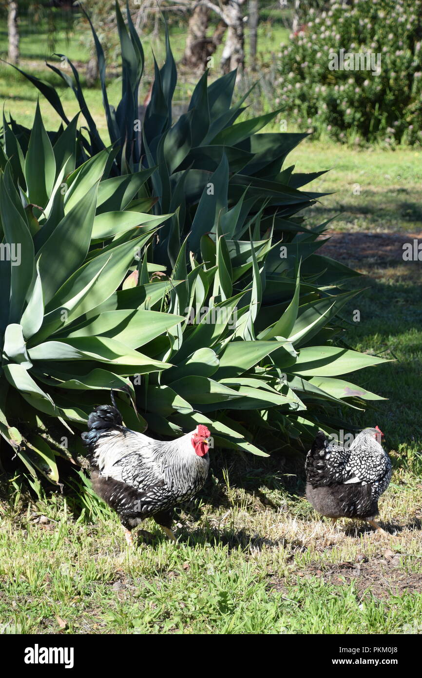 Chicken paddock hi-res stock photography and images - Alamy