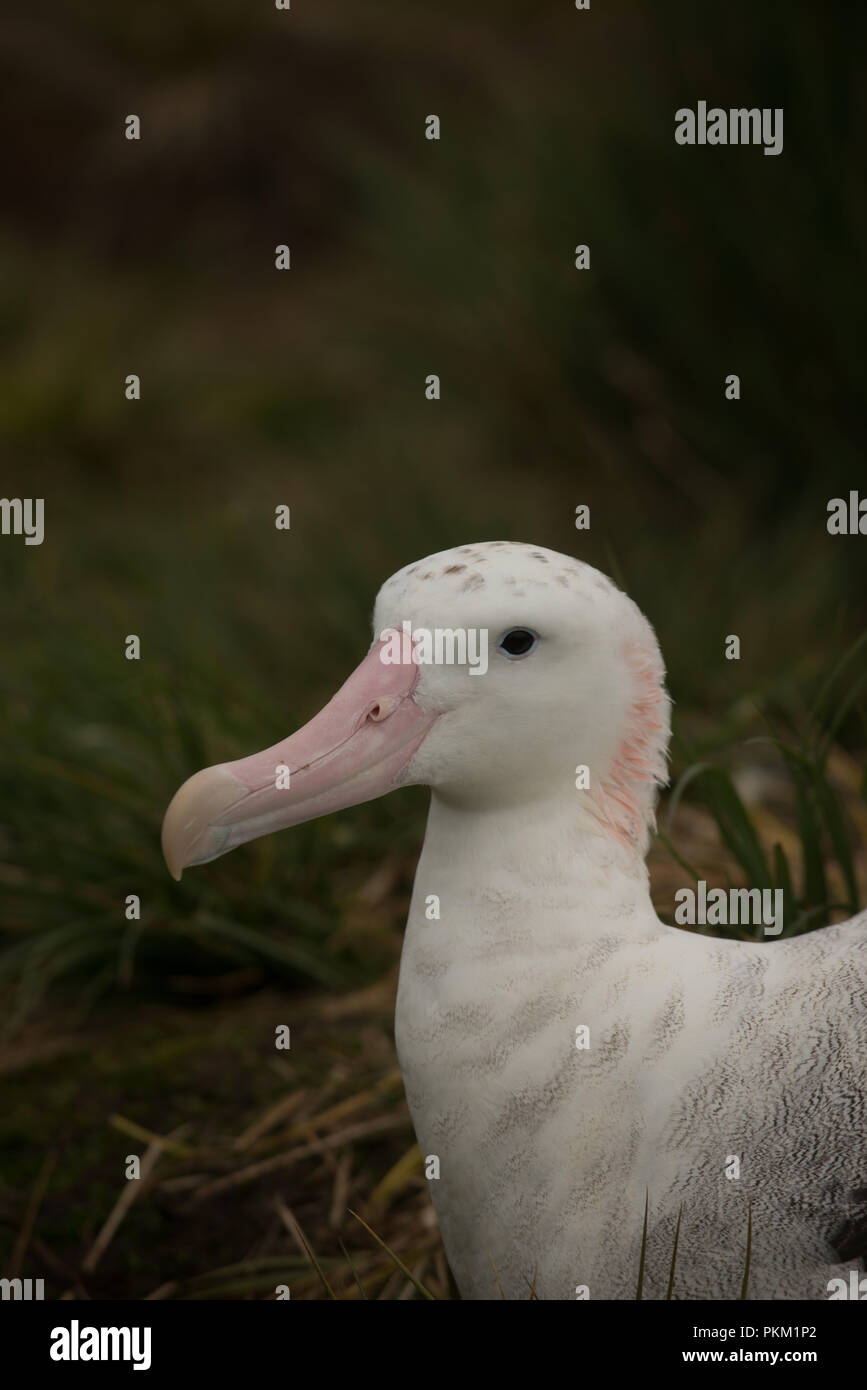 Adult wandering albatross south georgia hi-res stock photography and ...