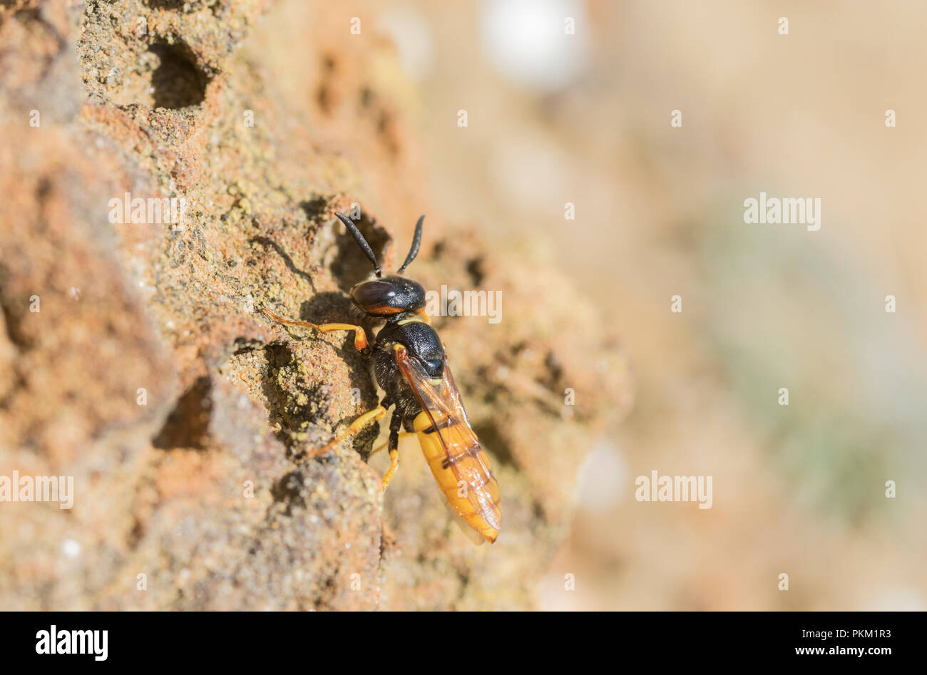 Resting Bee-Wolf Wasp (Philanthus triangulum Stock Photo - Alamy