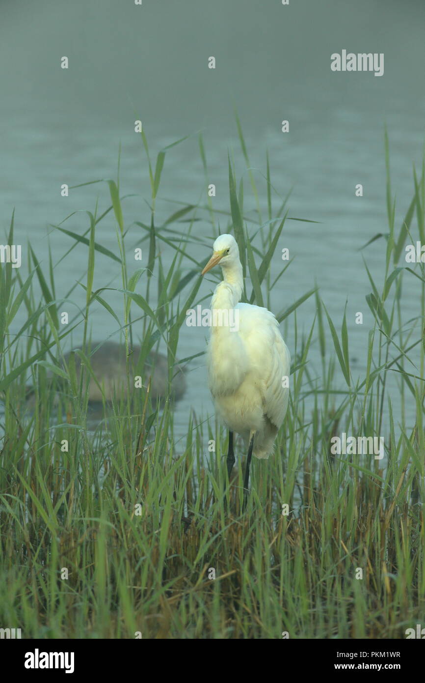 Great egret hunting in reedbed at first light on sunny autumn morning ...