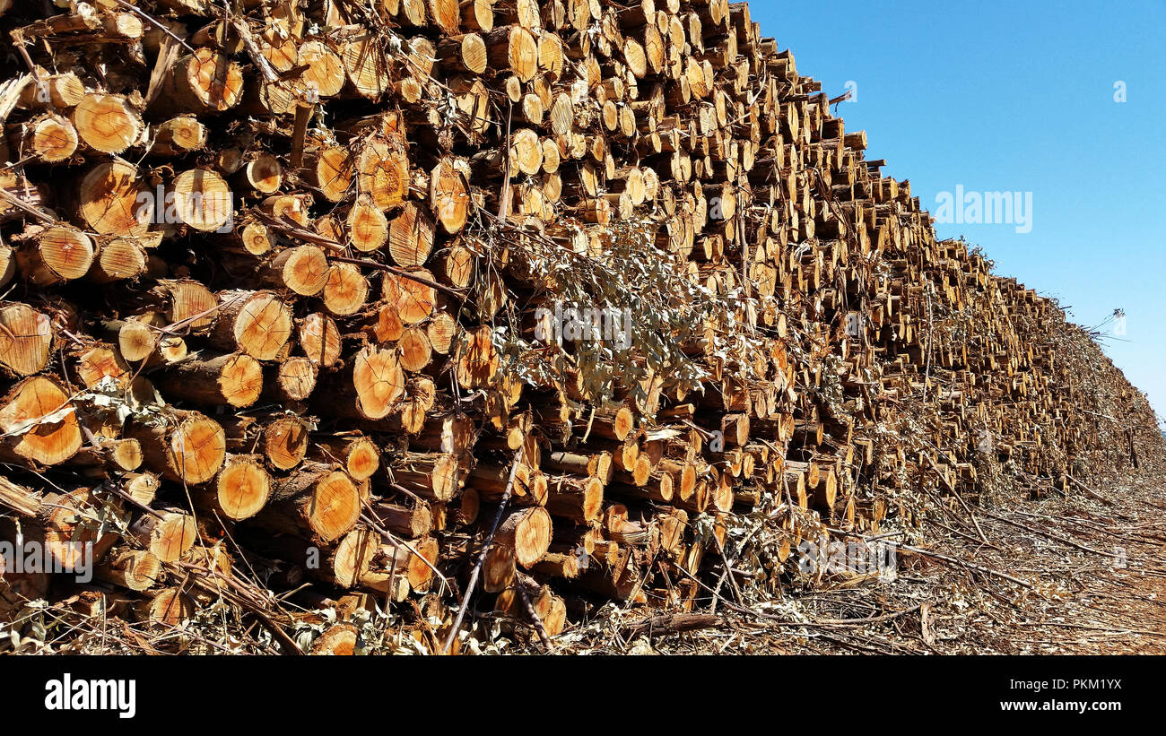 Cut down evergreen tree hi-res stock photography and images - Alamy