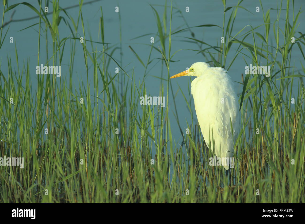 Great egret hunting in reedbed at first light on sunny autumn morning ...
