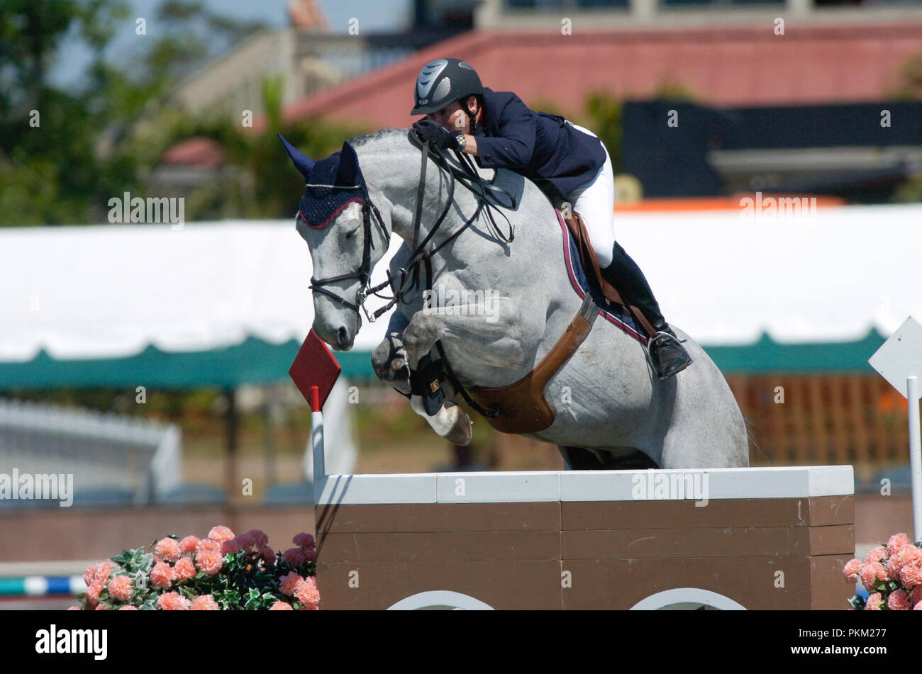 CSIO Wellington, CN 1.45m Speed Class, Tim Hoster (GER) riding Oliver ...