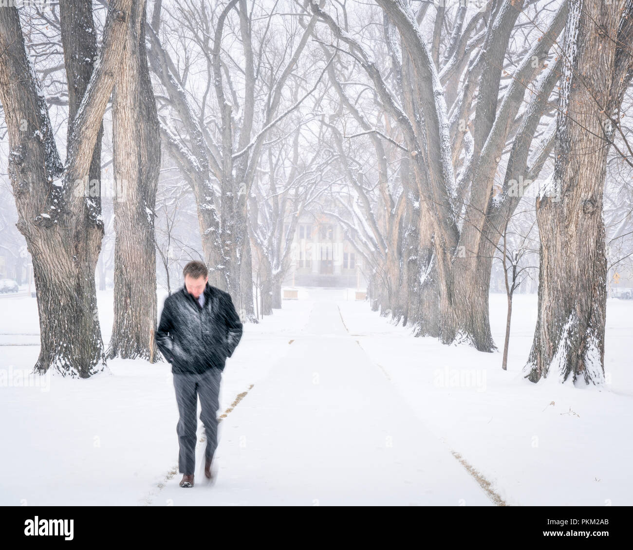 Young elm trees hi-res stock photography and images - Alamy