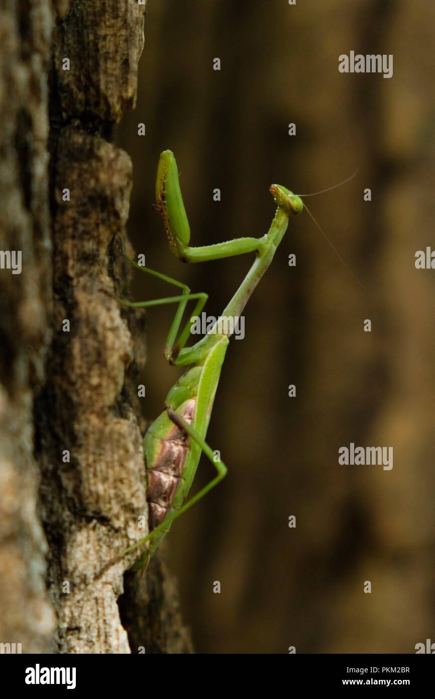 Female carolina praying mantis hi-res stock photography and images - Alamy