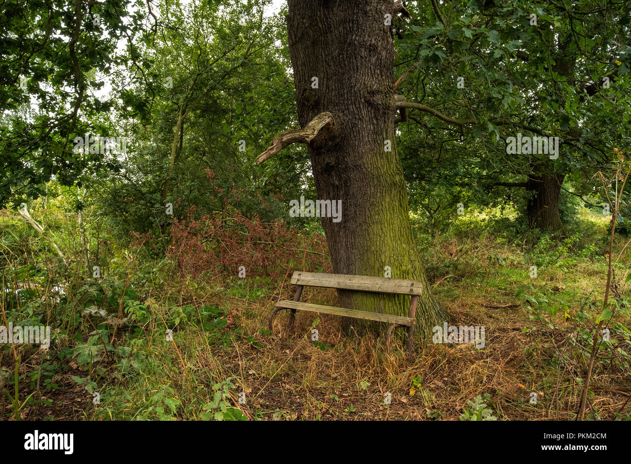Old bench tree hi-res stock photography and images - Alamy