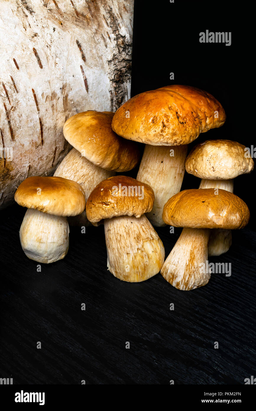 Autumn Cep Mushrooms. Ceps Boletus edulis over Wooden and birch tree ...