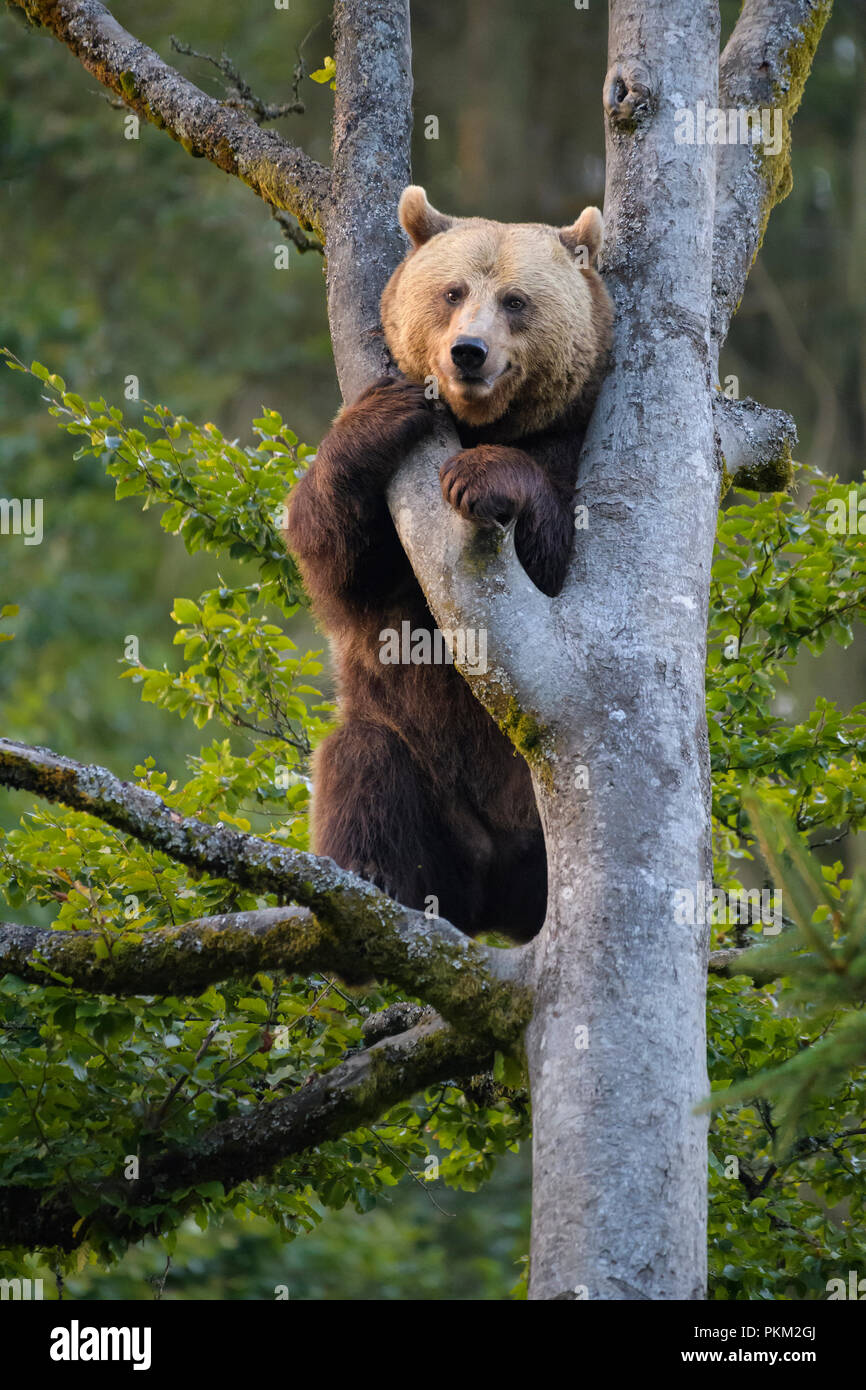 European Brown Bears, Ursus arctos, Climbing in tree, Bavaria, Germany ...