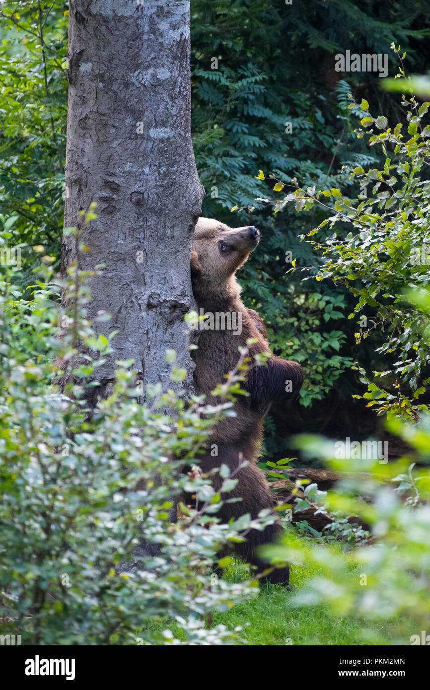 Bear scratching tree hi-res stock photography and images - Alamy