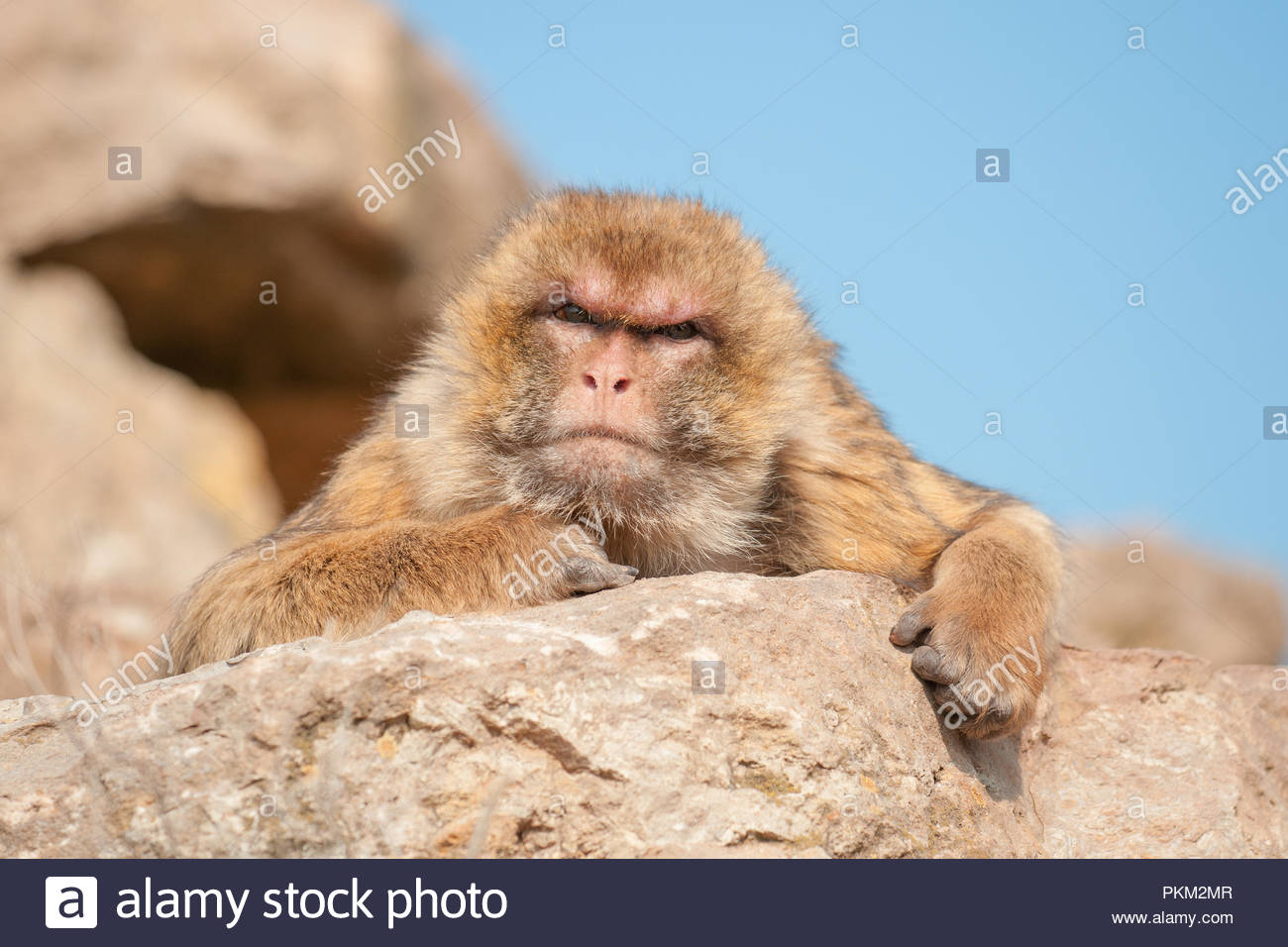 Gibraltar Ape Teeth Stock Photos & Gibraltar Ape Teeth Stock Images - Alamy