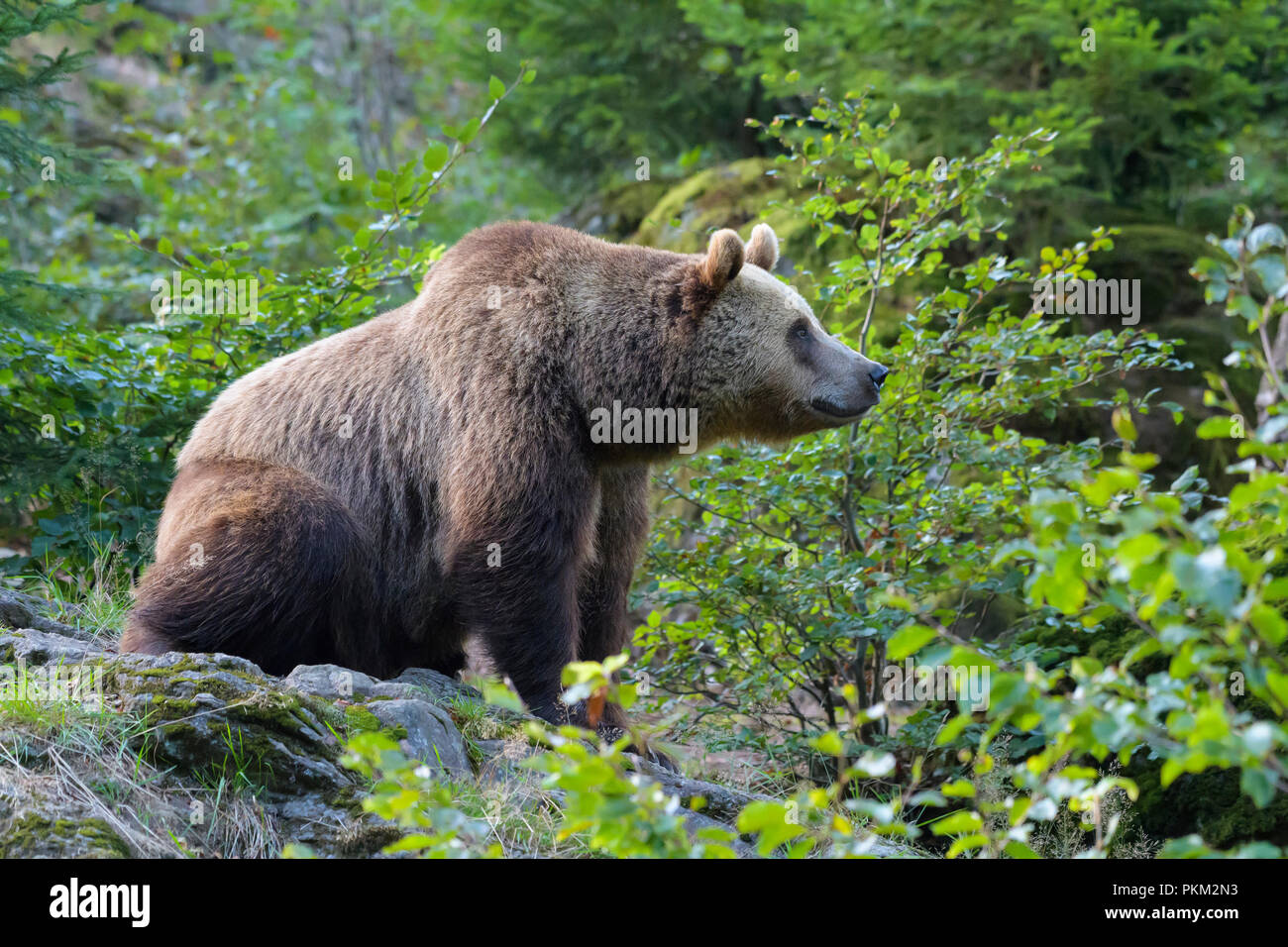 European Brown Bears, Ursus arctos, Bavaria, Germany Stock Photo - Alamy