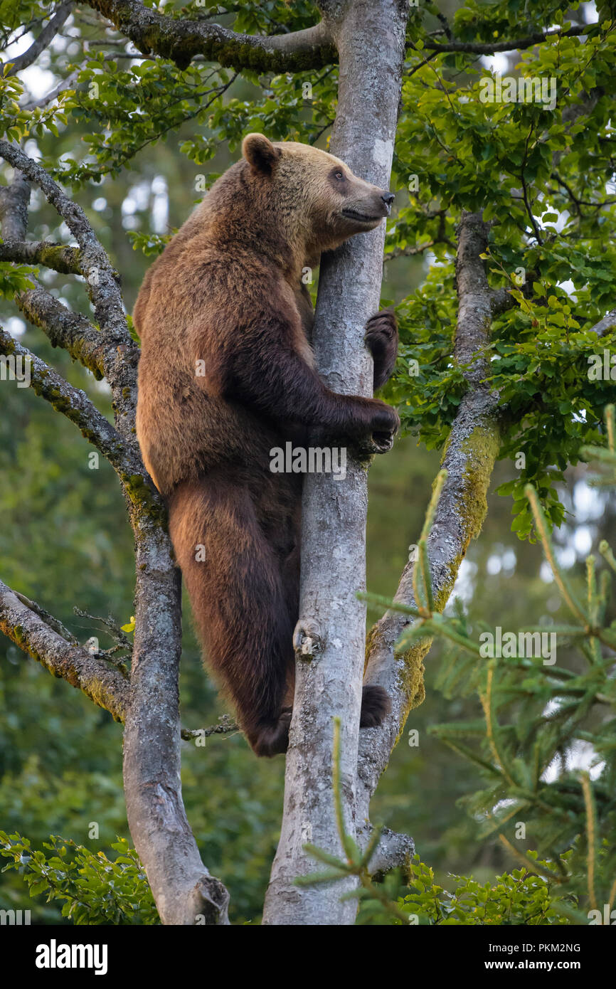 European Brown Bears, Ursus arctos, Climbing in tree, Bavaria, Germany ...