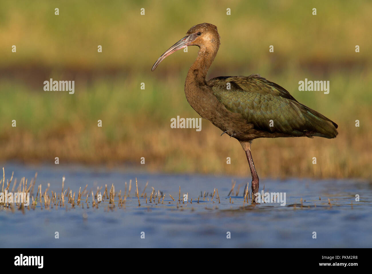 A white faced ibis photographed in Argentina Stock Photo - Alamy