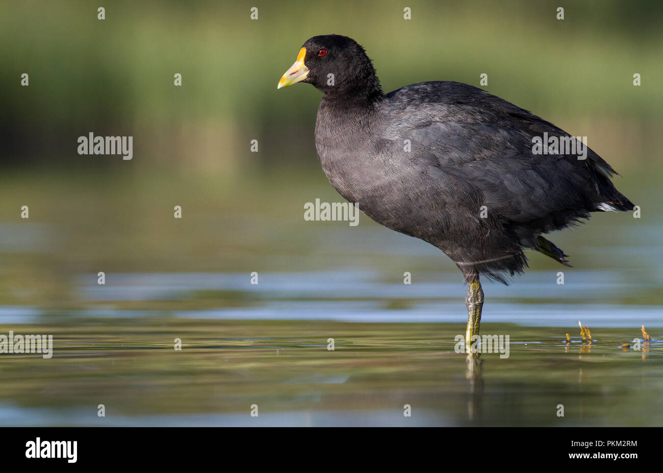 A white winged coot photographed in the La Pampa province of Argentina ...