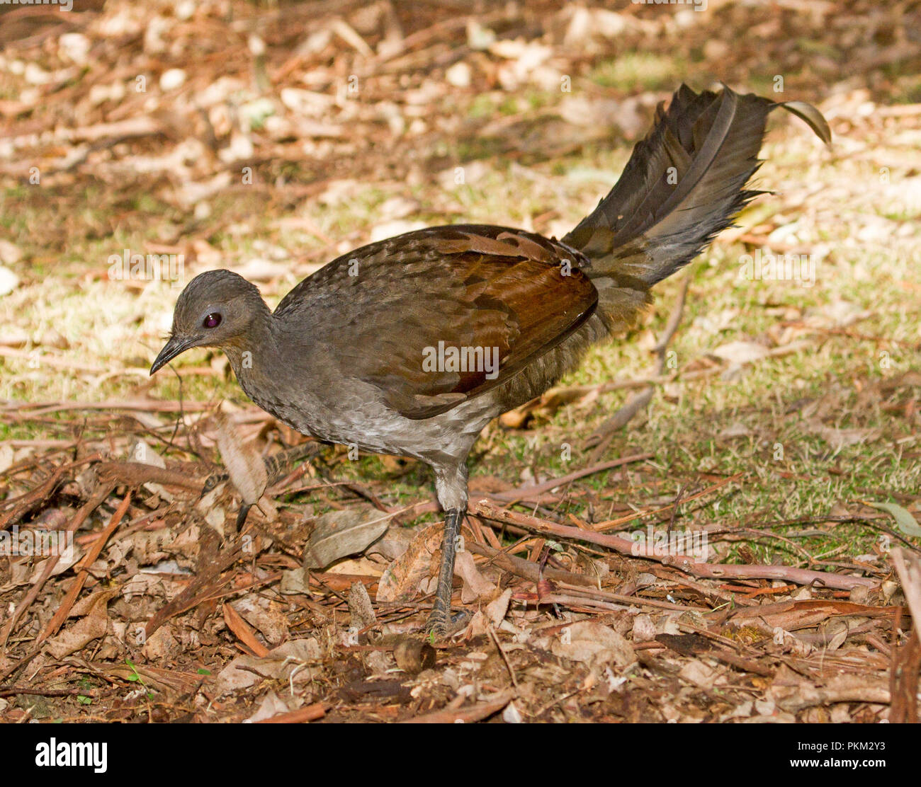 Australian Lyrebird