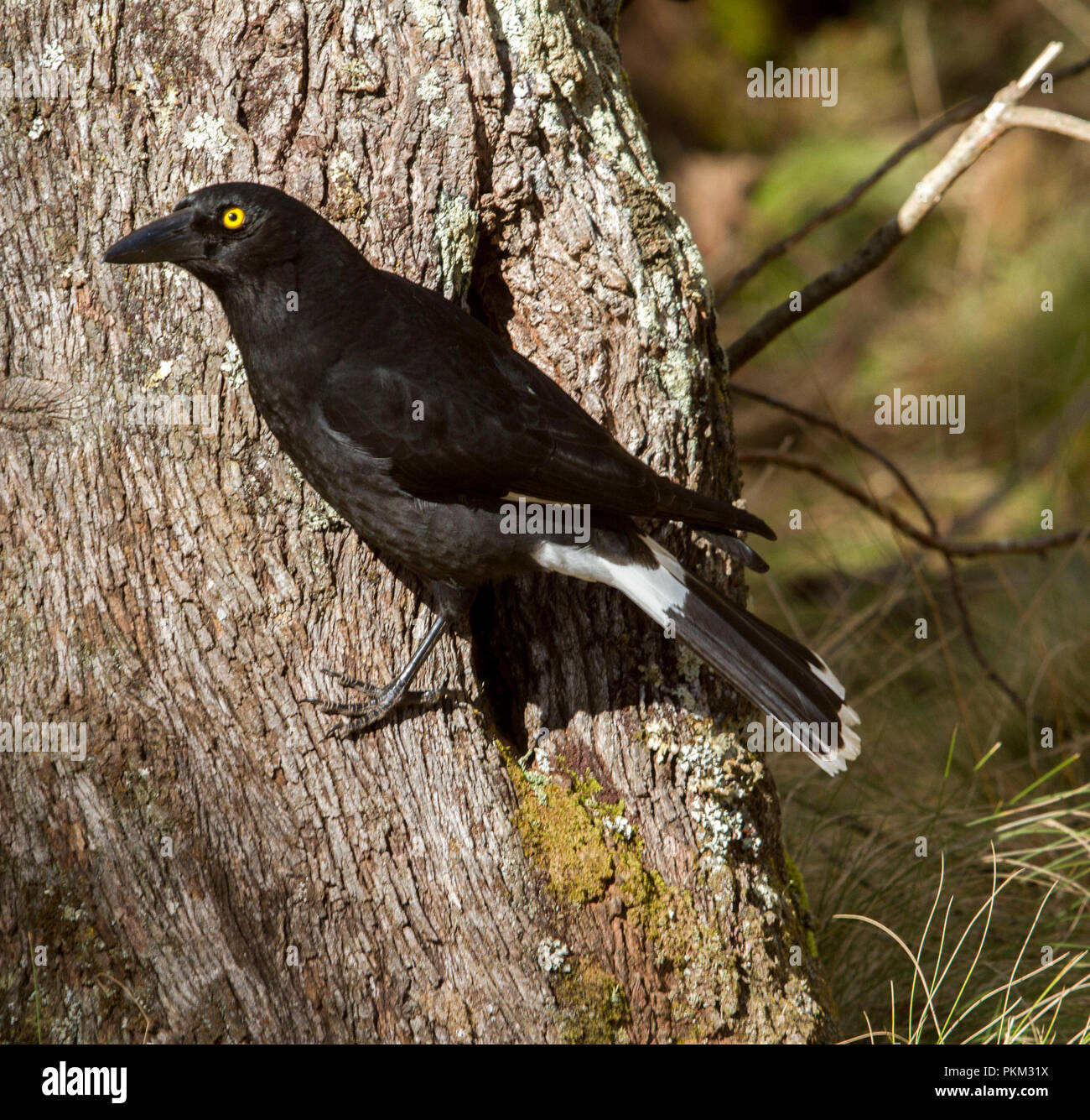Australian pied currawong hi-res stock photography and images - Alamy