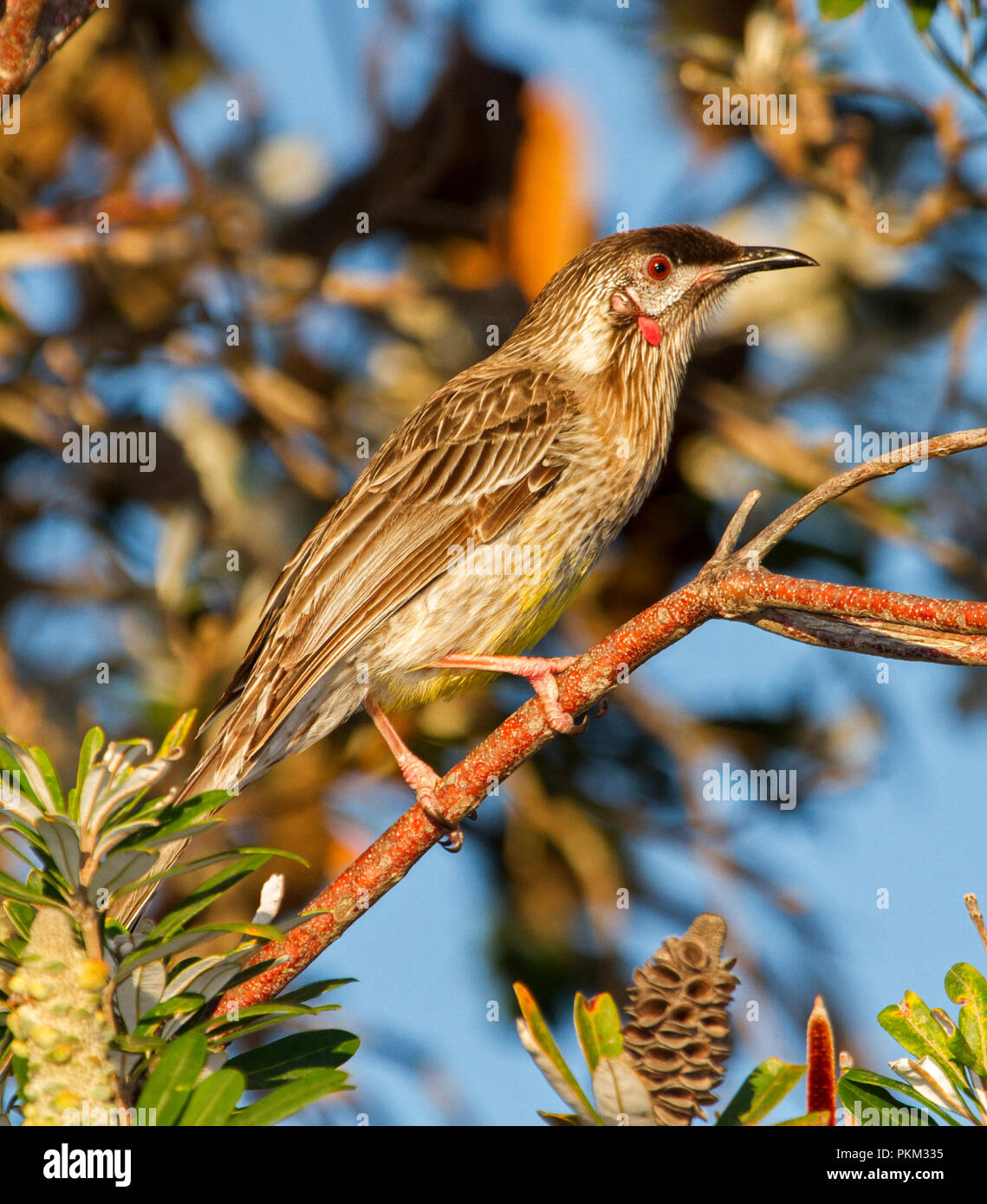 Australian bird in wattle tree hi-res stock photography and images - Alamy