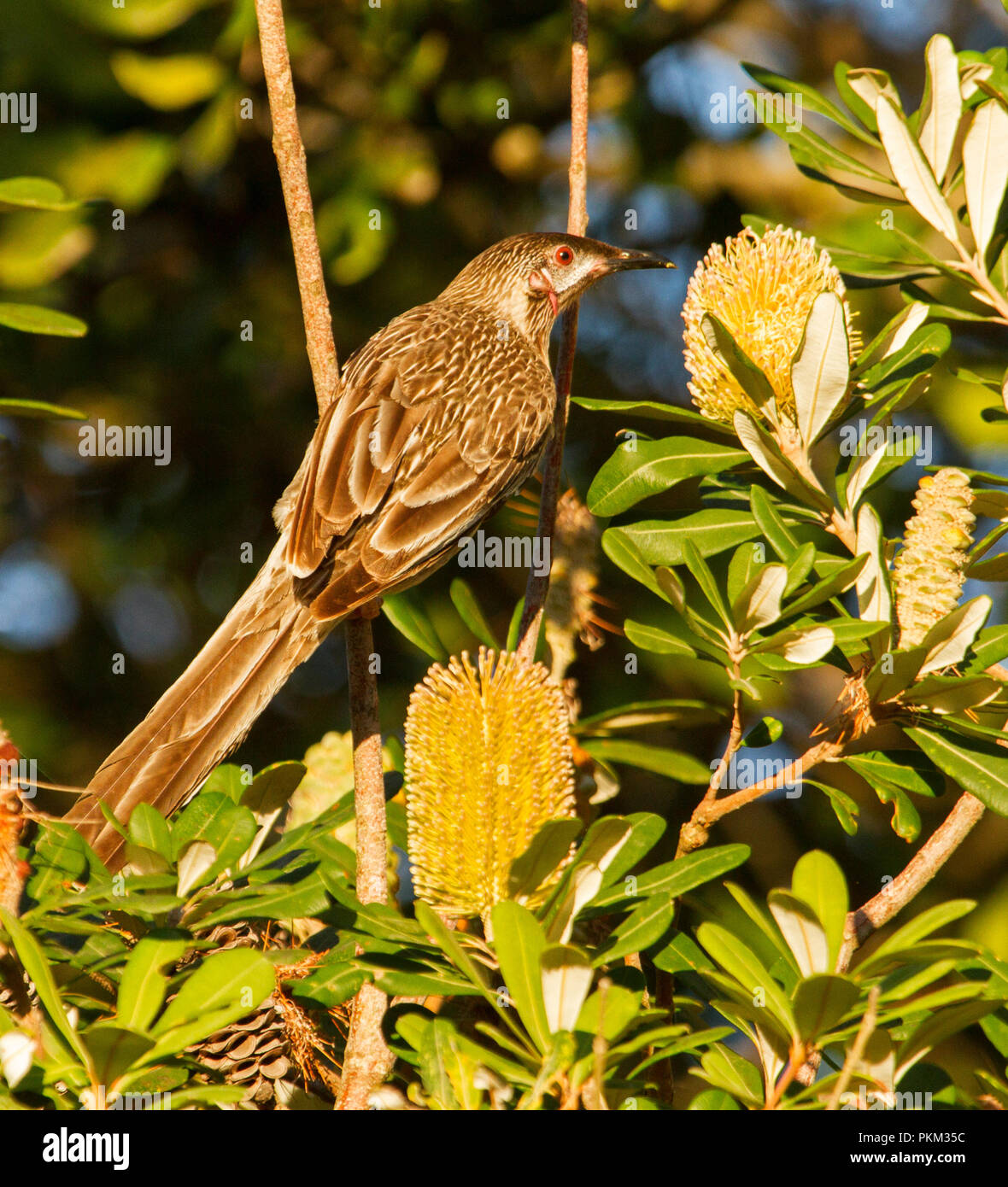 Australian red wattlebird, Anthochaera carunculata, feeding on banksia ...