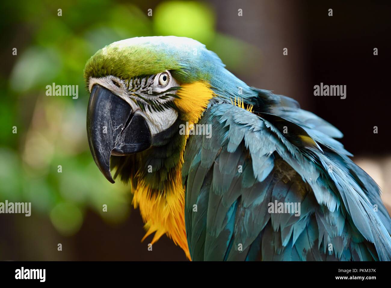 Blue and Gold Macaw (Ara ararauna) Parrot bird head animal portrait, in ...