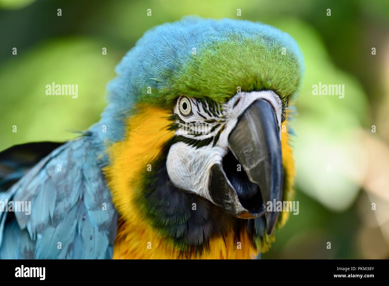 Blue and Gold Macaw (Ara ararauna) Parrot bird head animal portrait, in ...