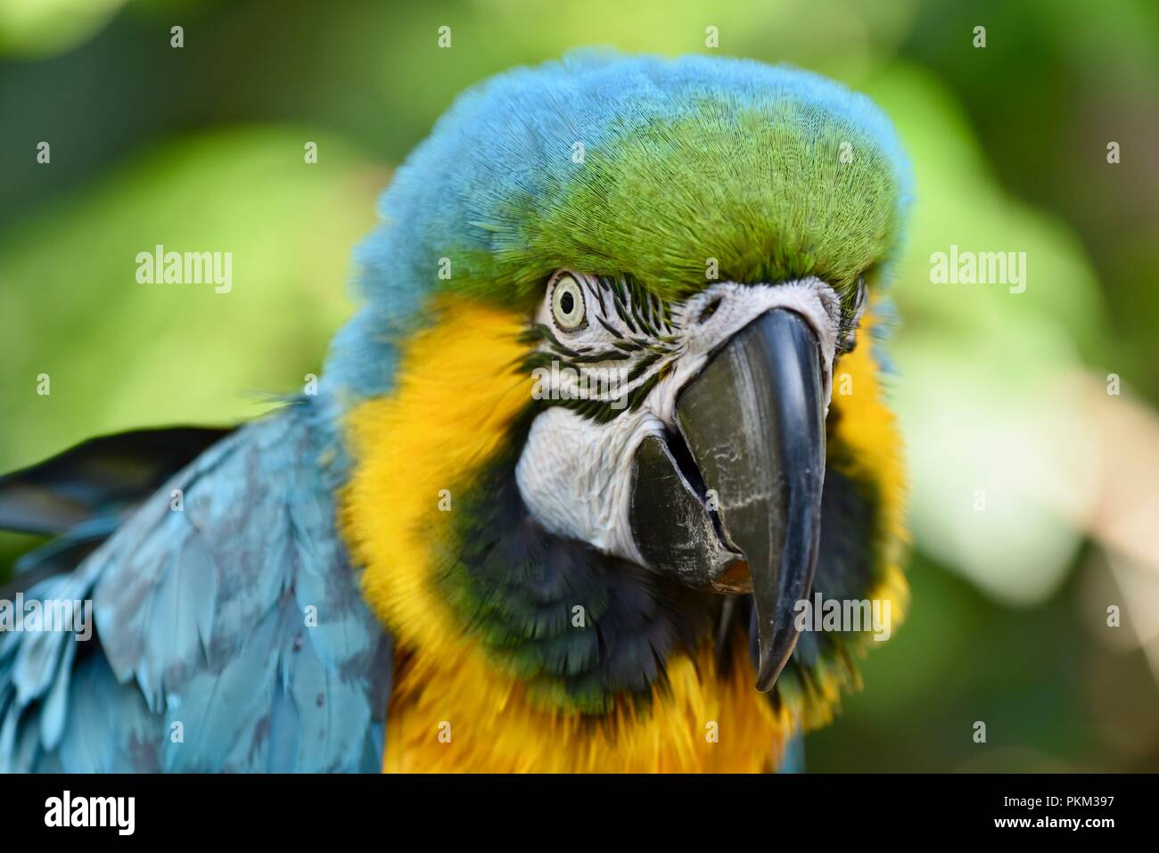 Blue and Gold Macaw (Ara ararauna) Parrot bird head animal portrait, in ...