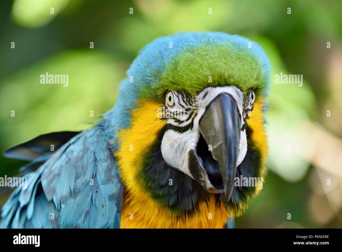 Blue and Gold Macaw (Ara ararauna) Parrot bird head animal portrait, in ...