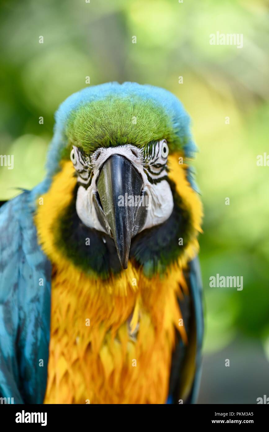 Blue and Gold Macaw (Ara ararauna) Parrot bird head animal portrait, in ...