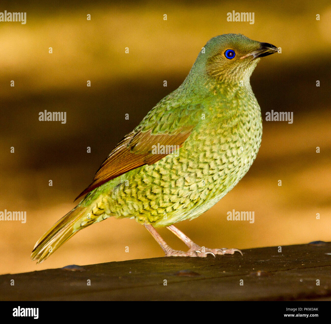 Australian female satin bowerbird, Ptilomorhynchus violaceus, with ...