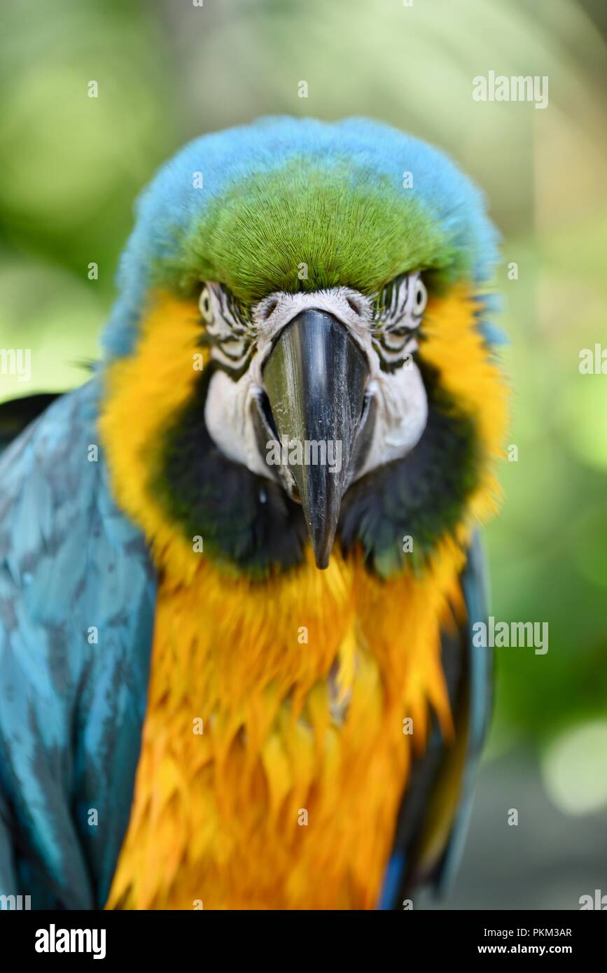 Blue and Gold Macaw (Ara ararauna) Parrot bird head animal portrait, in ...
