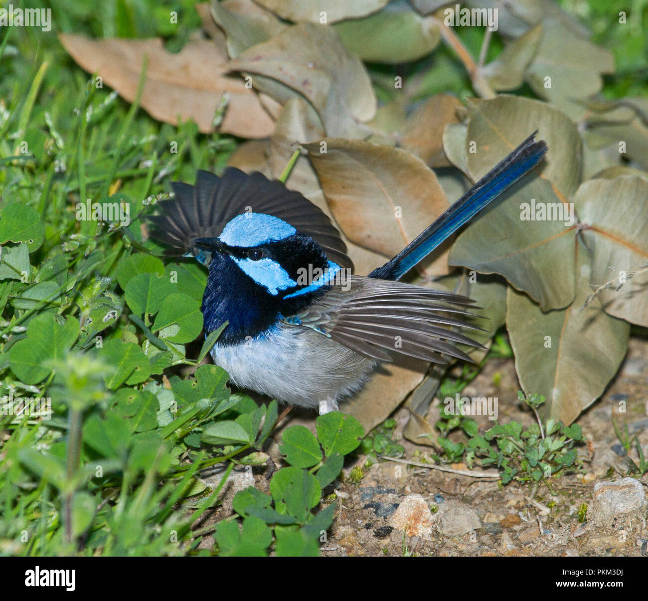 Beautiful Australian male Superb fairywren, Malurus cyaneus, with blue ...